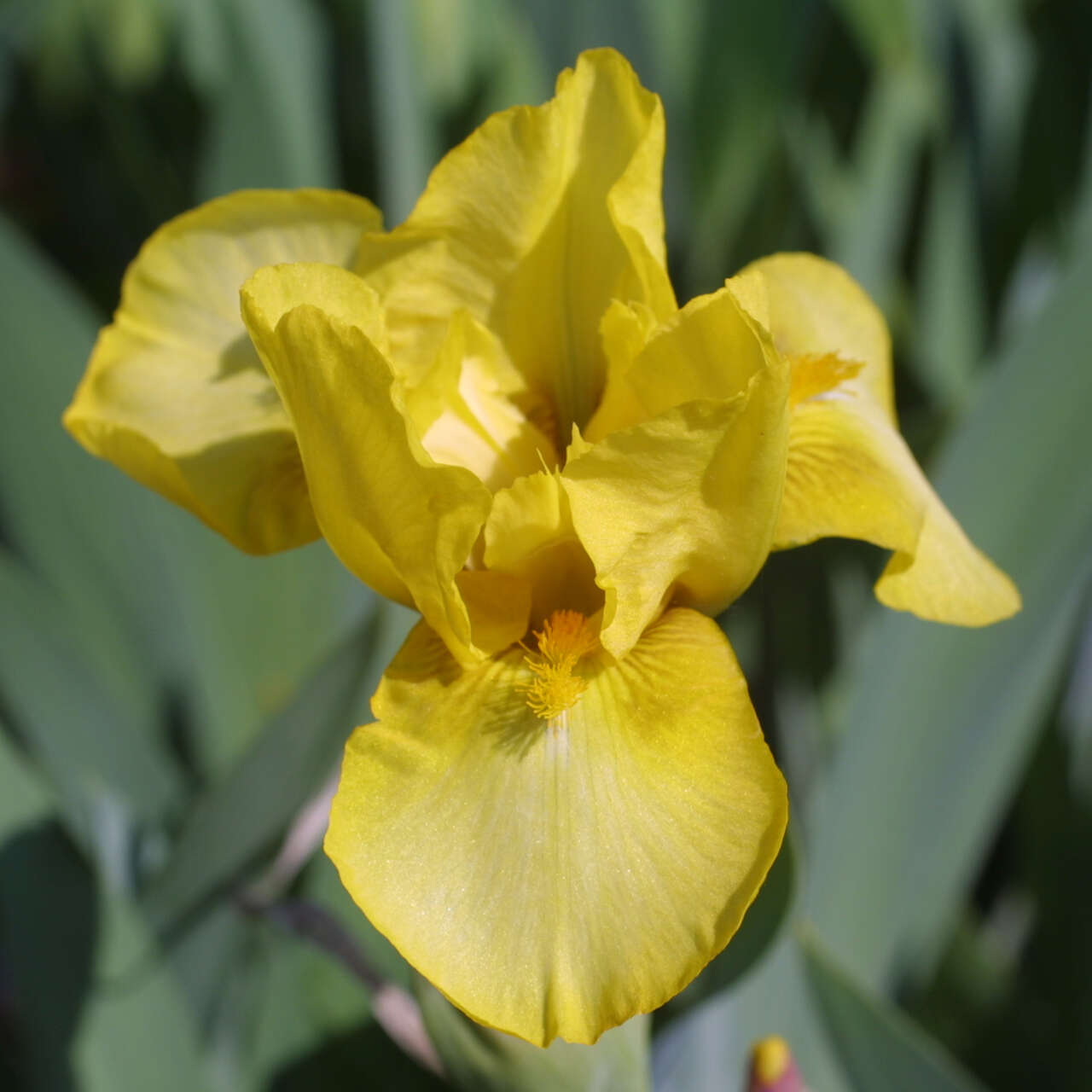 Zwerg-Schwertlilie - Iris pumila 'Marksman' - gelb