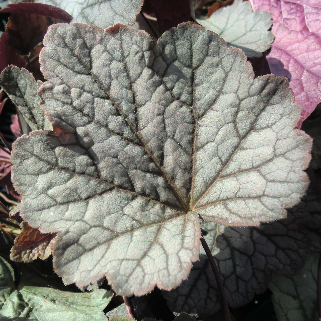 Zwerg-Purpurglöckchen - Heucherella 'Twilight' - weiß