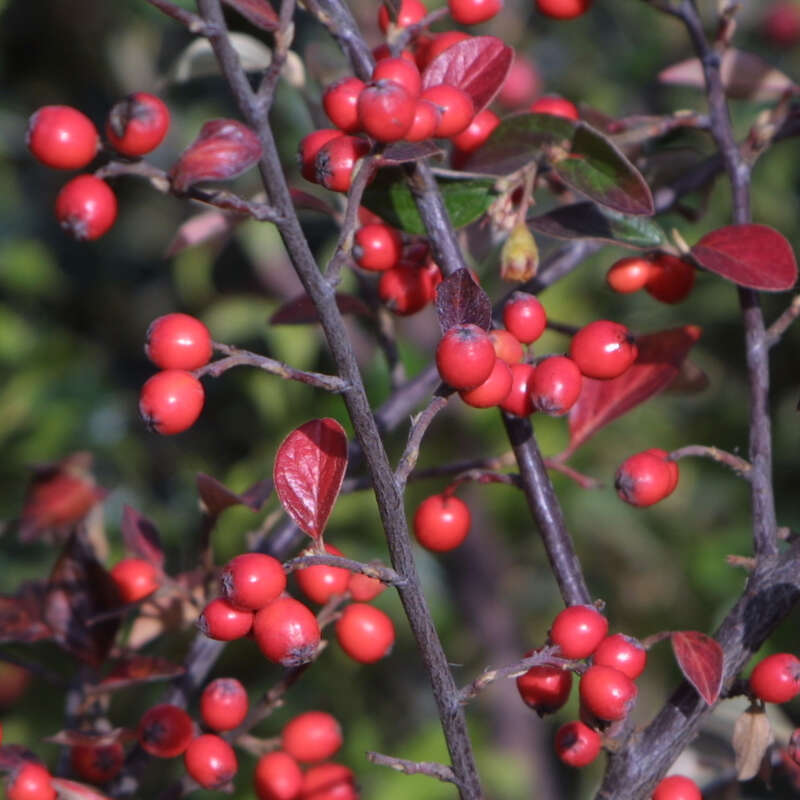 Strauchmispel - Cotoneaster integerrimus - weiß