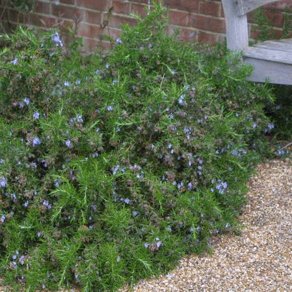 Hängerosmarin - Rosmarinus officinalis 'Repens' - blau
