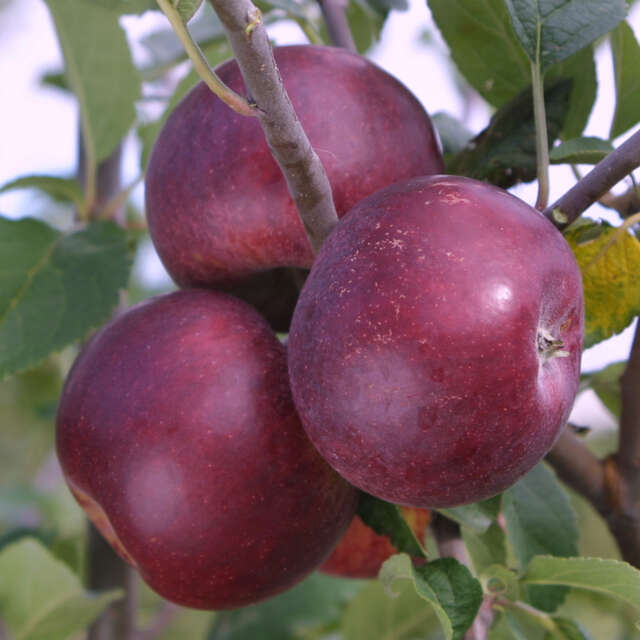 Apfel | Vom Gärtner mit Anwuchsgarantie kaufen - rasche Lieferung