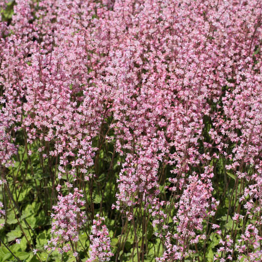 Zwerg-Purpurglöckchen - Heucherella 'Twilight' - weiß