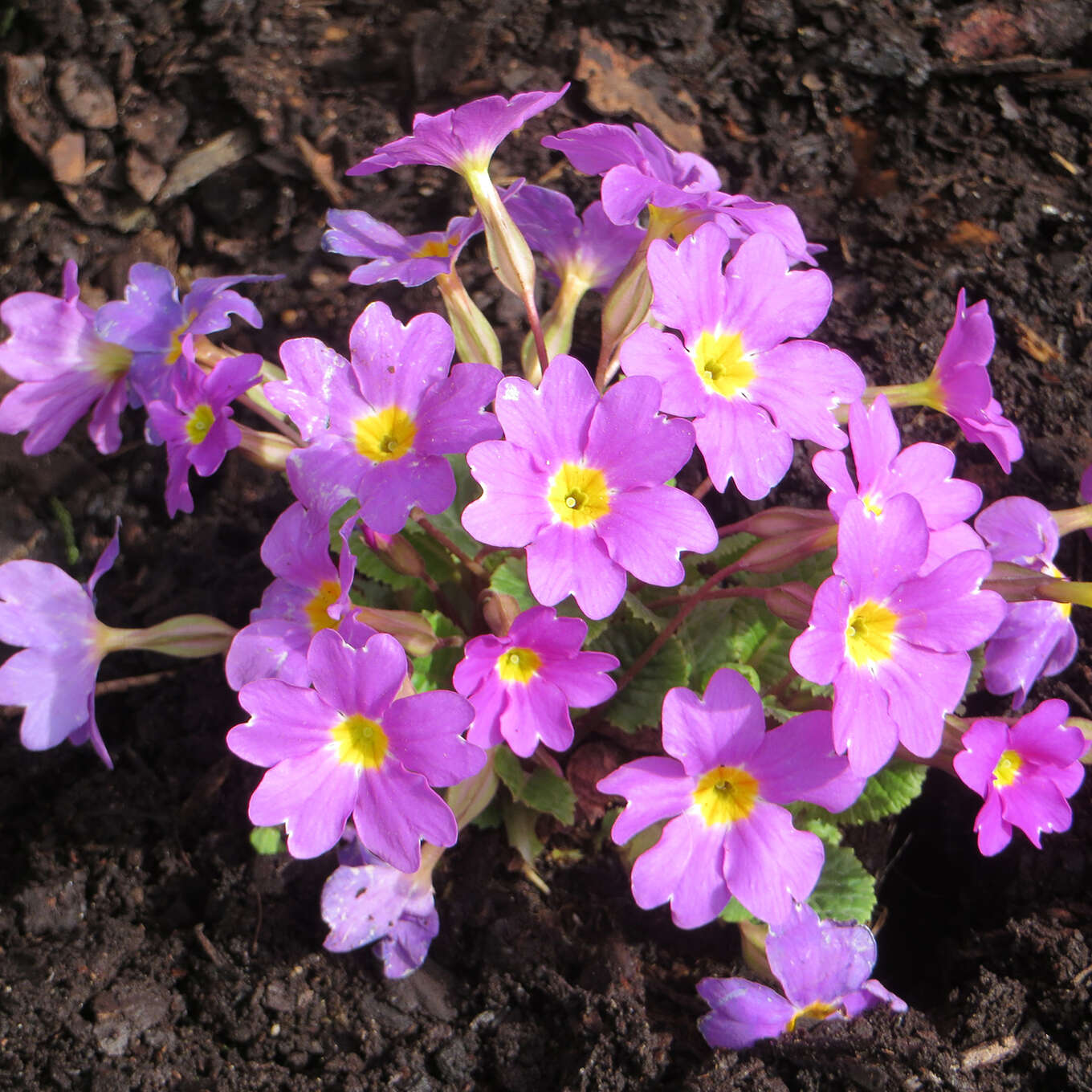 Kissenprimel - Primula juliae 'Tawny Port' - rot