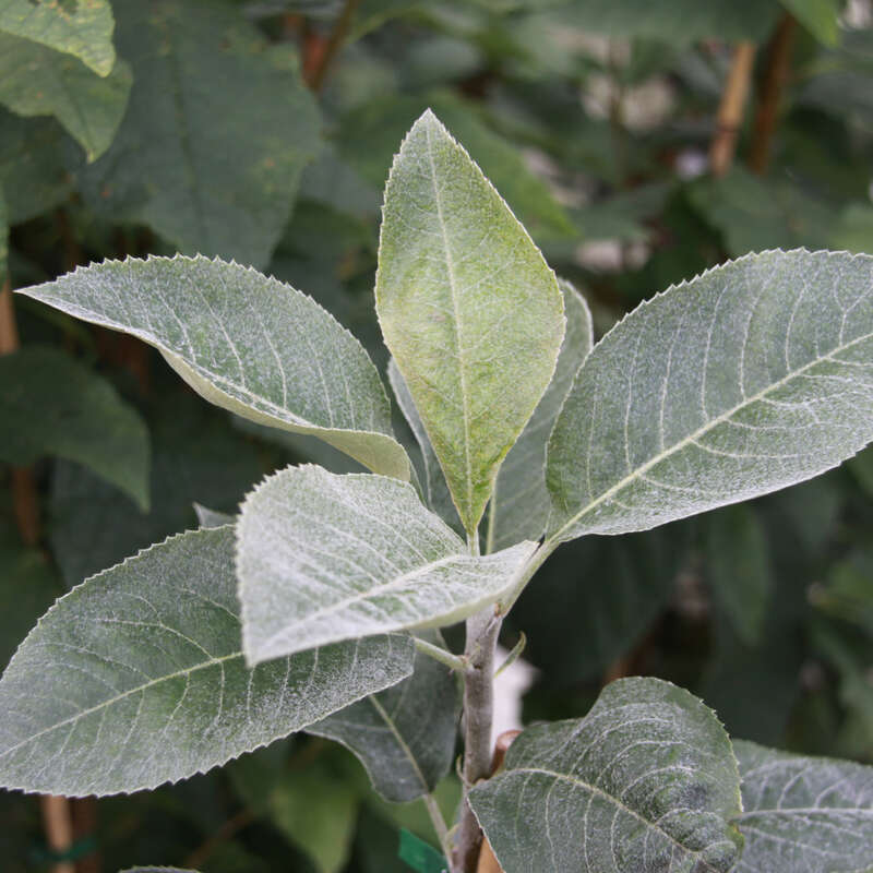Hagebuttenbirne - Sorbopyrus bulbiformis 'Shipova' - weiß