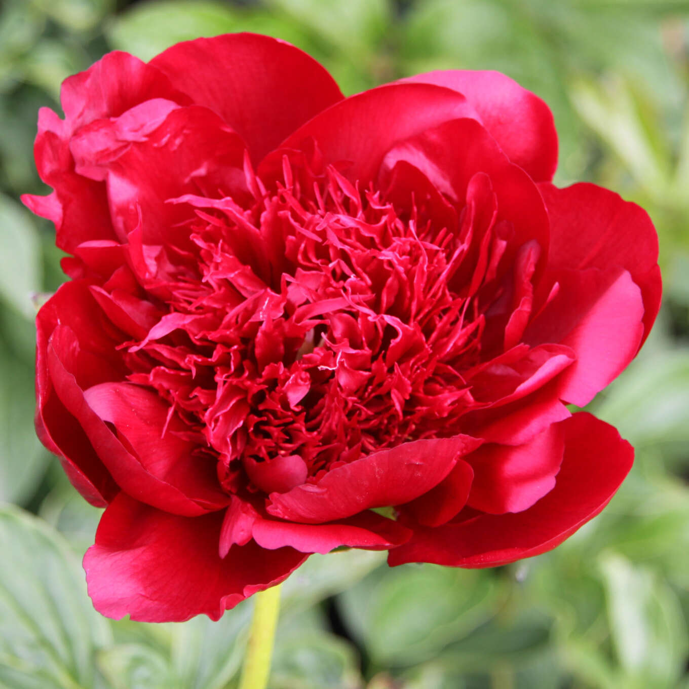 Pfingstrose - Paeonia lactiflora 'Red Charm' - rot