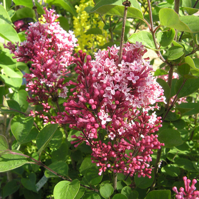 Zwergflieder - Syringa 'Tinkerbelle' - rosa