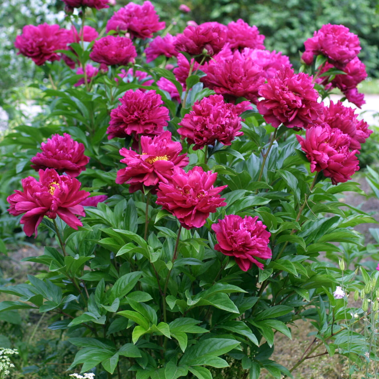 Pfingstrose - Paeonia lactiflora 'Karl Rosenfield' - rot