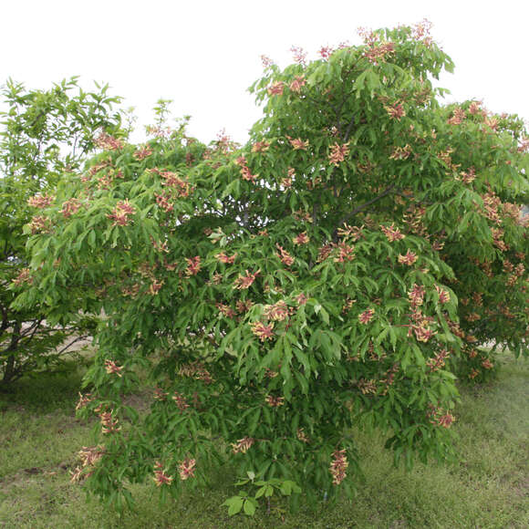 Orangeblühende Kastanie - Aesculus mutabilis 'Penduliflora' - rot