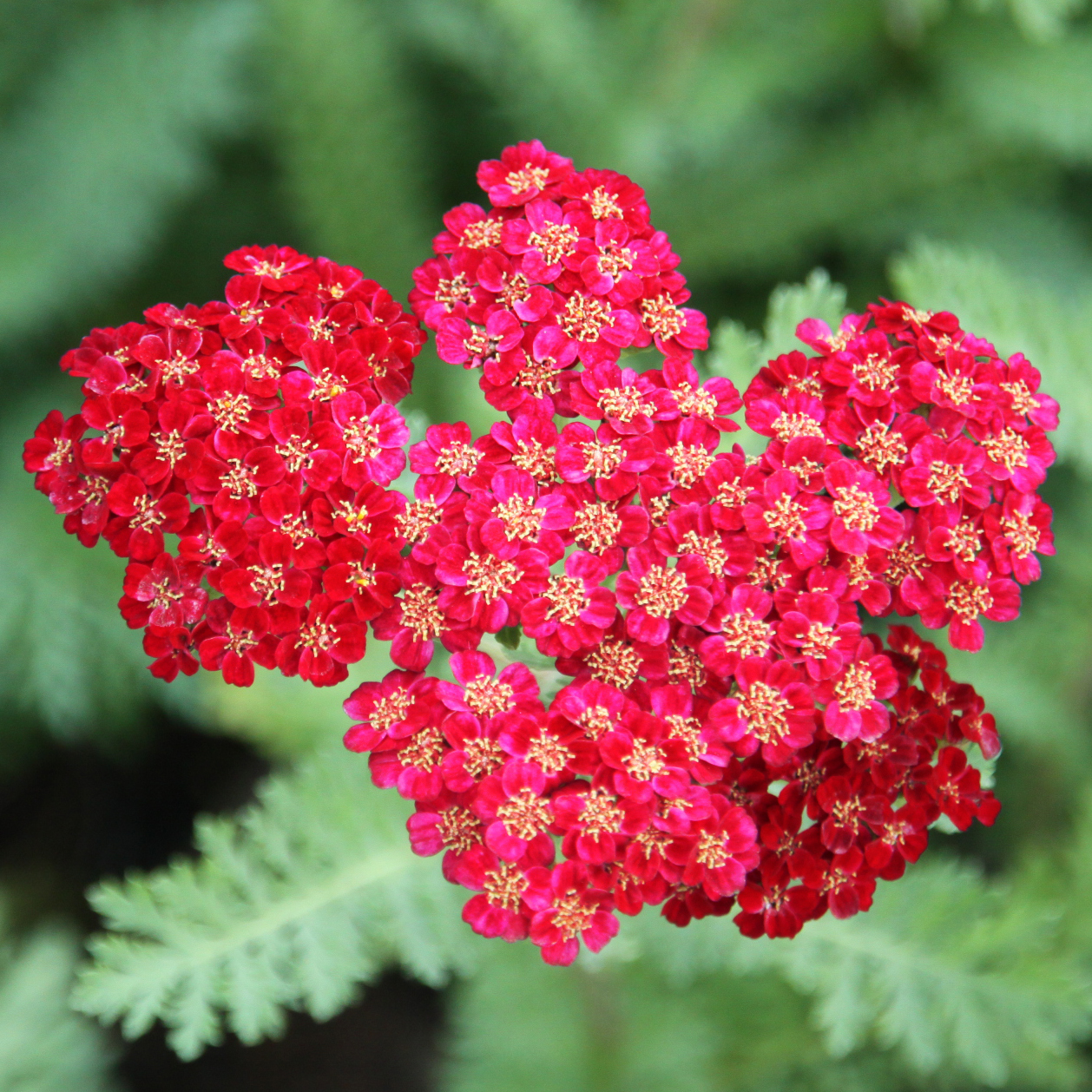 Schafgarbe - Achillea millefolium 'Red Velvet' - rot