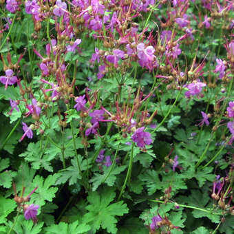 Storchschnabel - Geranium macrorrhizum 'Mytikas' - rosa