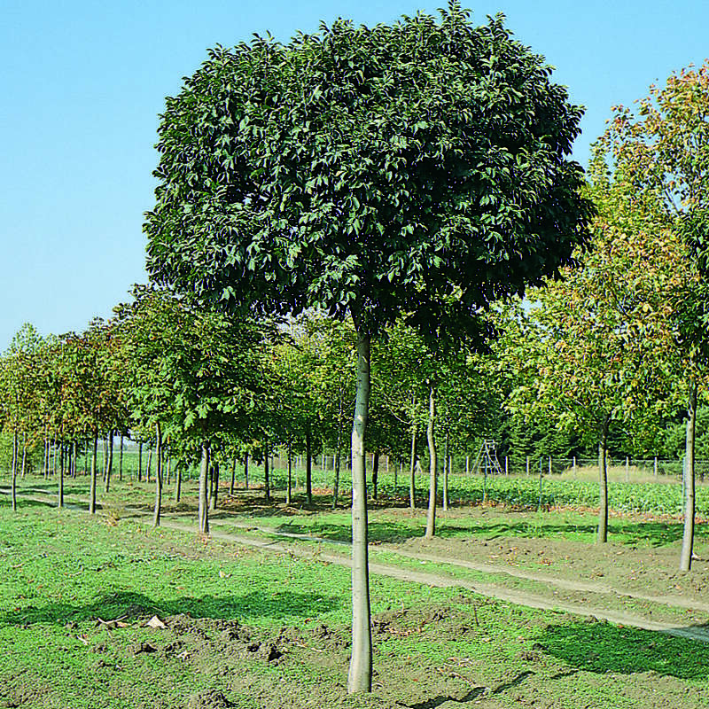 Kugel-Blumenesche - Fraxinus ornus 'Meczek' - weiß