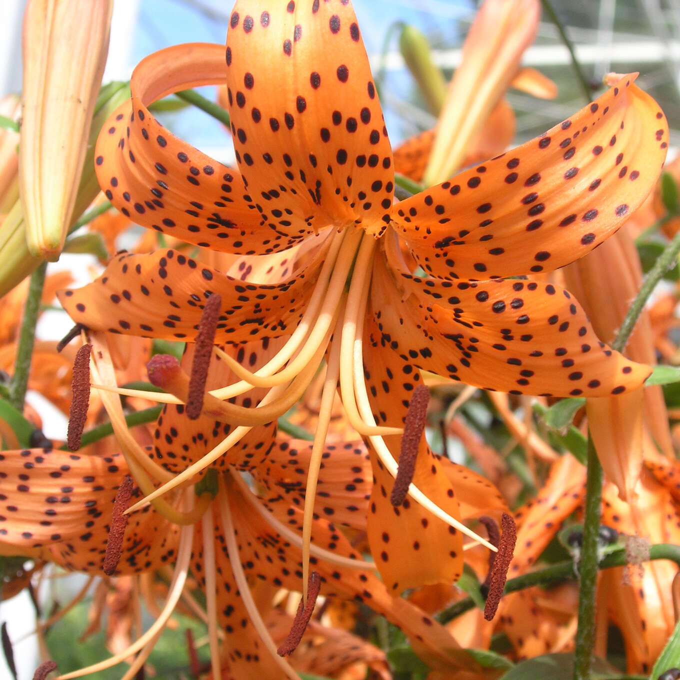 Tigerlilie - Lilium tigrinum (lancifolium splendens) - orange