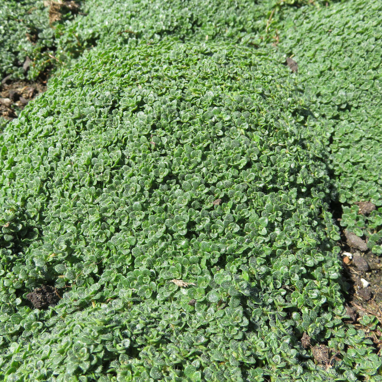 Thymian - Thymus praecox 'Pseudolanuginosus' - rosa