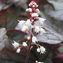Zwerg-Purpurglöckchen - Heucherella 'Twilight' - weiß