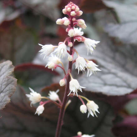 Zwerg-Purpurglöckchen - Heucherella 'Twilight' - weiß