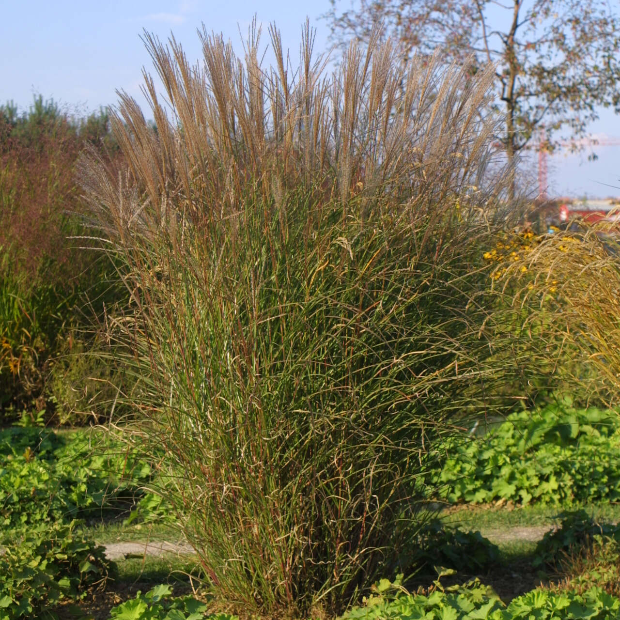 Chinaschilf - Miscanthus sinensis 'Kleine Silberspinne' - weiß