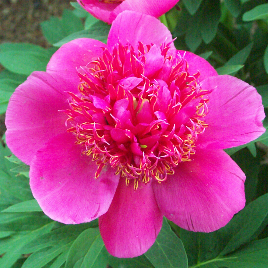 Bauernpfingstrose - Paeonia officinalis 'Anemoniflora' - rosa