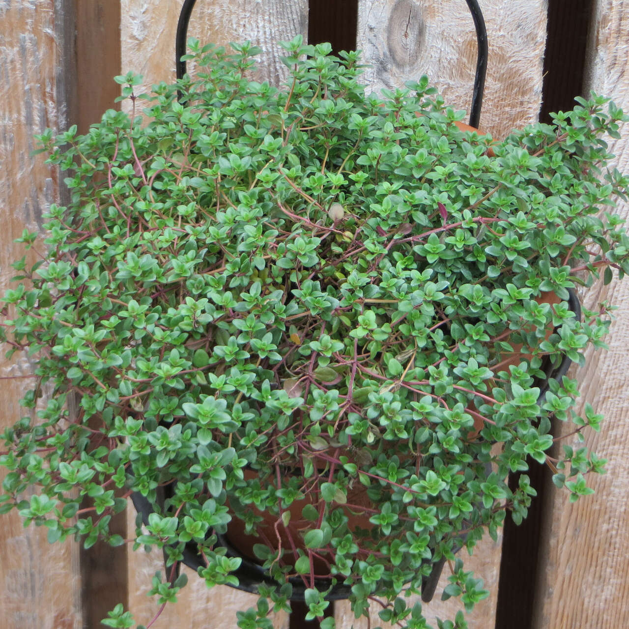 Zitronenthymian - Thymus citriodorus - lila