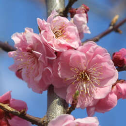 Kurilenkirsche - Prunus nipponica 'Ruby' - rosa