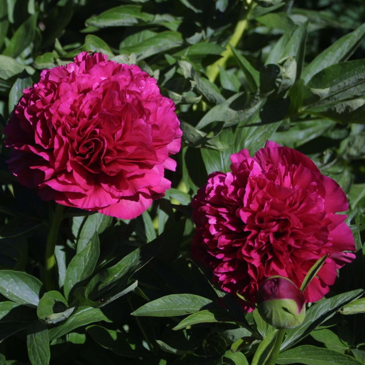 Bauernpfingstrose - Paeonia officinalis 'Rubra Plena' - rot