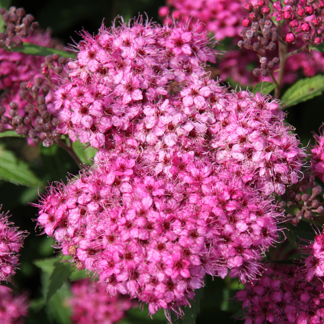Japanspiere - Spiraea japonica 'Neon Flash' - rot