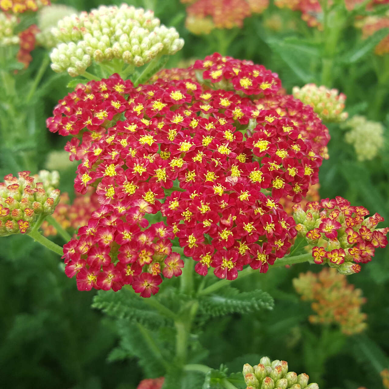 Schafgarbe - Achillea millefolium 'Carmine' - rot
