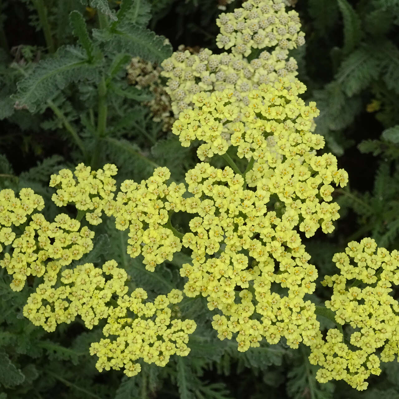 Schafgarbe - Achillea millefolium 'Anthea' - gelb