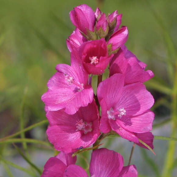 Präriemalve - Sidalcea oregana 'Brilliant' - rot