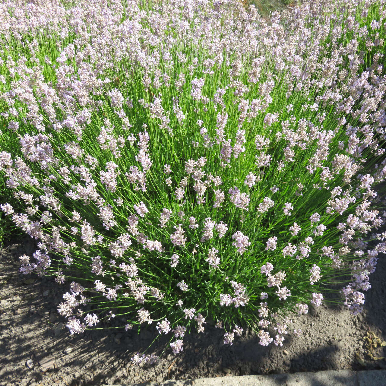 Lavendel - Lavandula angustifolia 'Rosea' - rosa