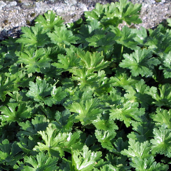 Storchschnabel - Geranium macrorrhizum 'Mytikas' - rosa
