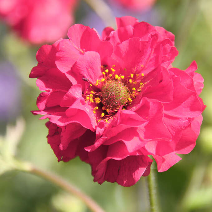 Nelkenwurz - Geum 'Pink Petticoats' - rosa