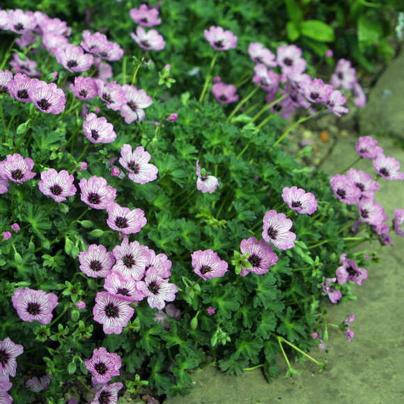 Storchschnabel - Geranium cinereum 'Ballerina' - lila