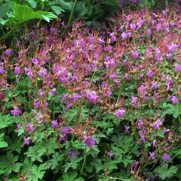 Storchschnabel - Geranium macrorrhizum 'Mytikas' - rosa