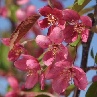 Zierapfel - Malus 'Radiant' - rosa
