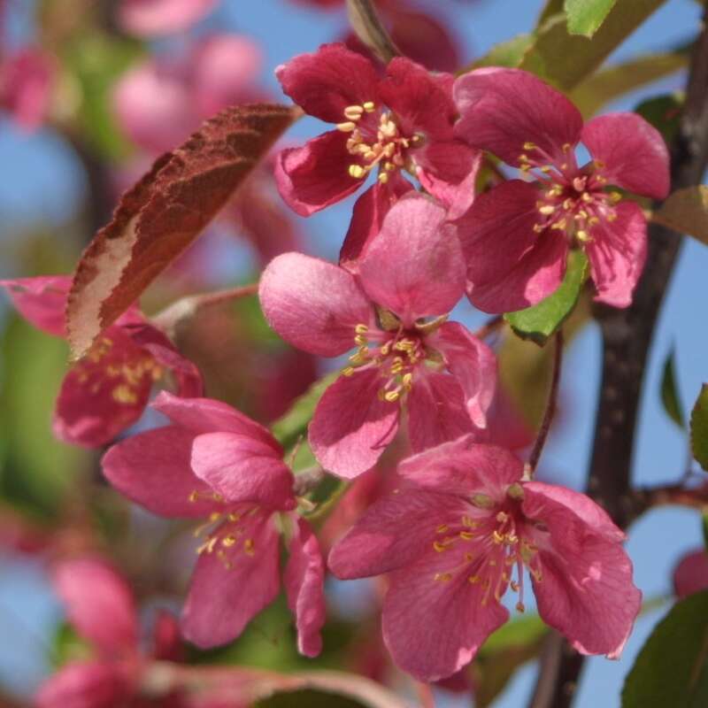 Zierapfel - Malus 'Radiant' - rosa
