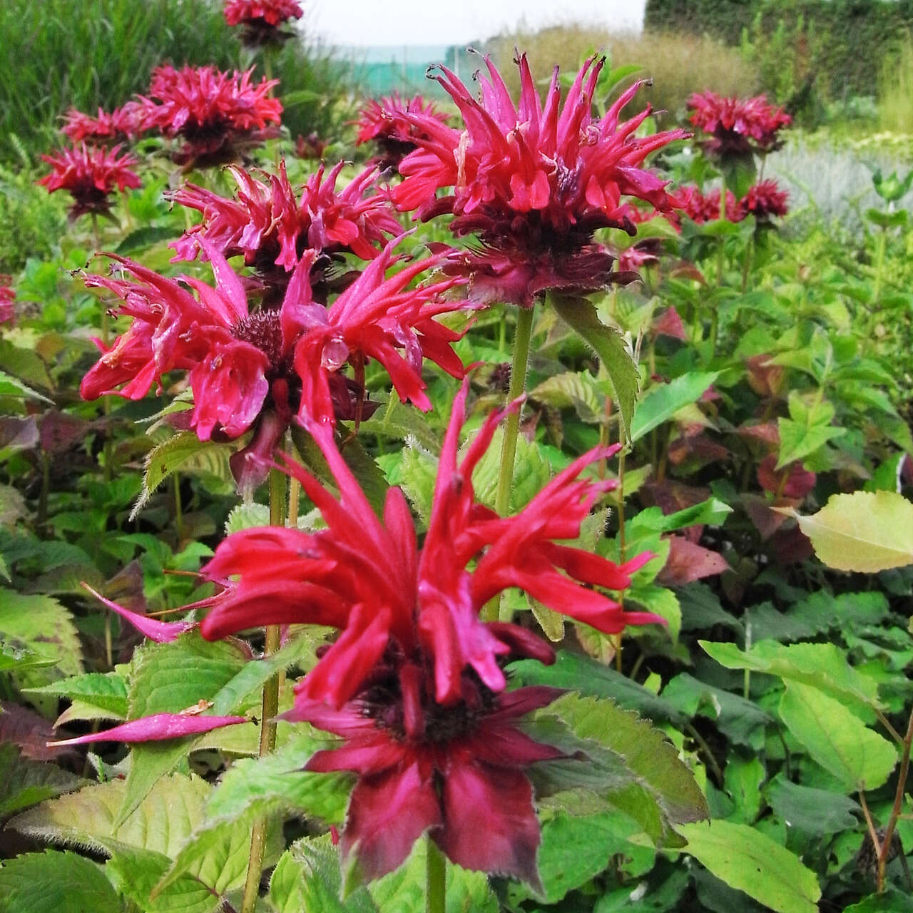 Indianernessel - Monarda 'Fireball' - rot