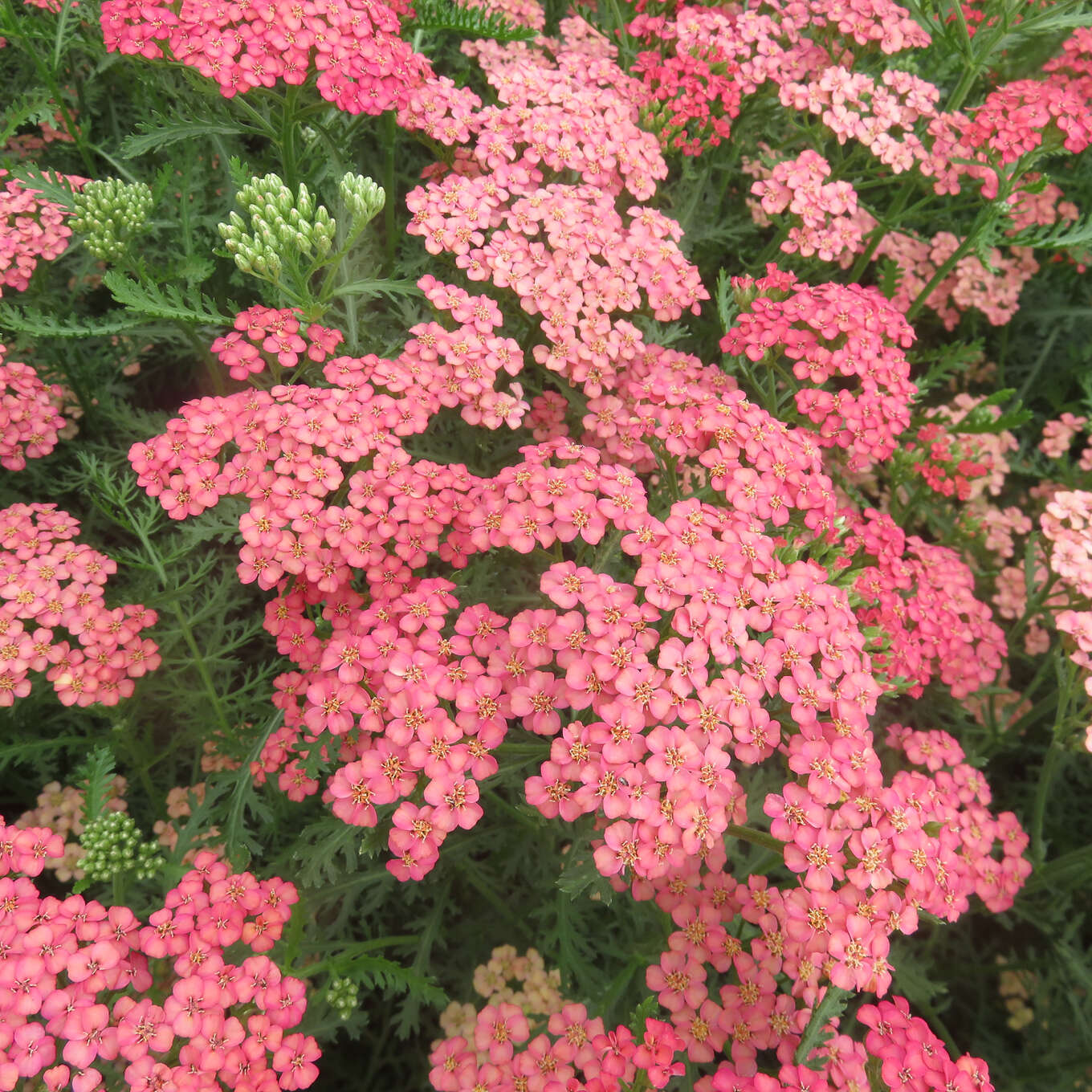 Schafgarbe - Achillea millefolium 'Apricot Delight' - lachs