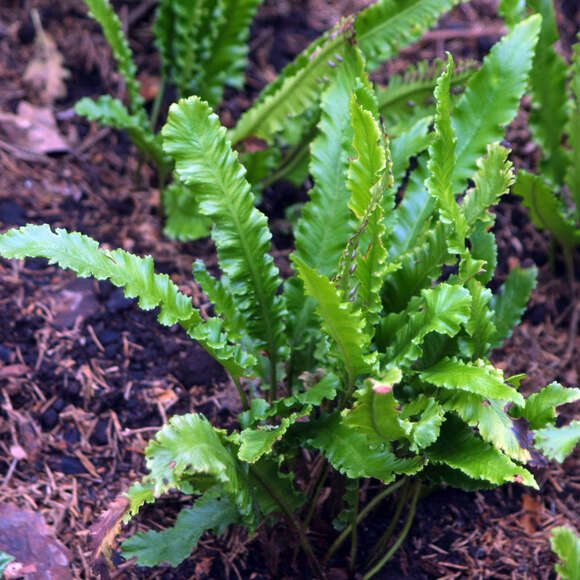 Hirschzungenfarn - Asplenium scolopendrium 'Angustatum' - grün