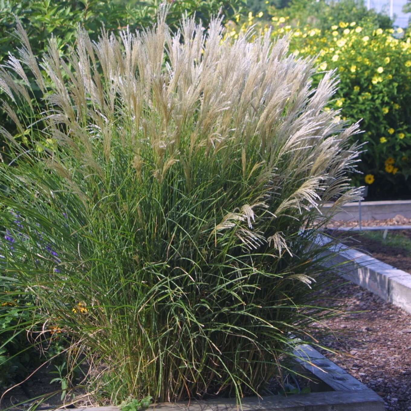 Chinaschilf - Miscanthus sinensis 'Kleine Silberspinne' - weiß