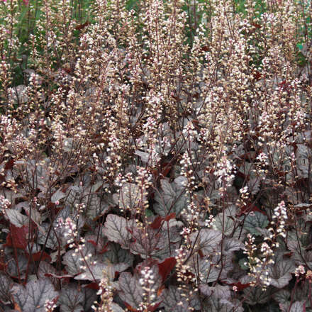Zwerg-Purpurglöckchen - Heucherella 'Twilight' - weiß