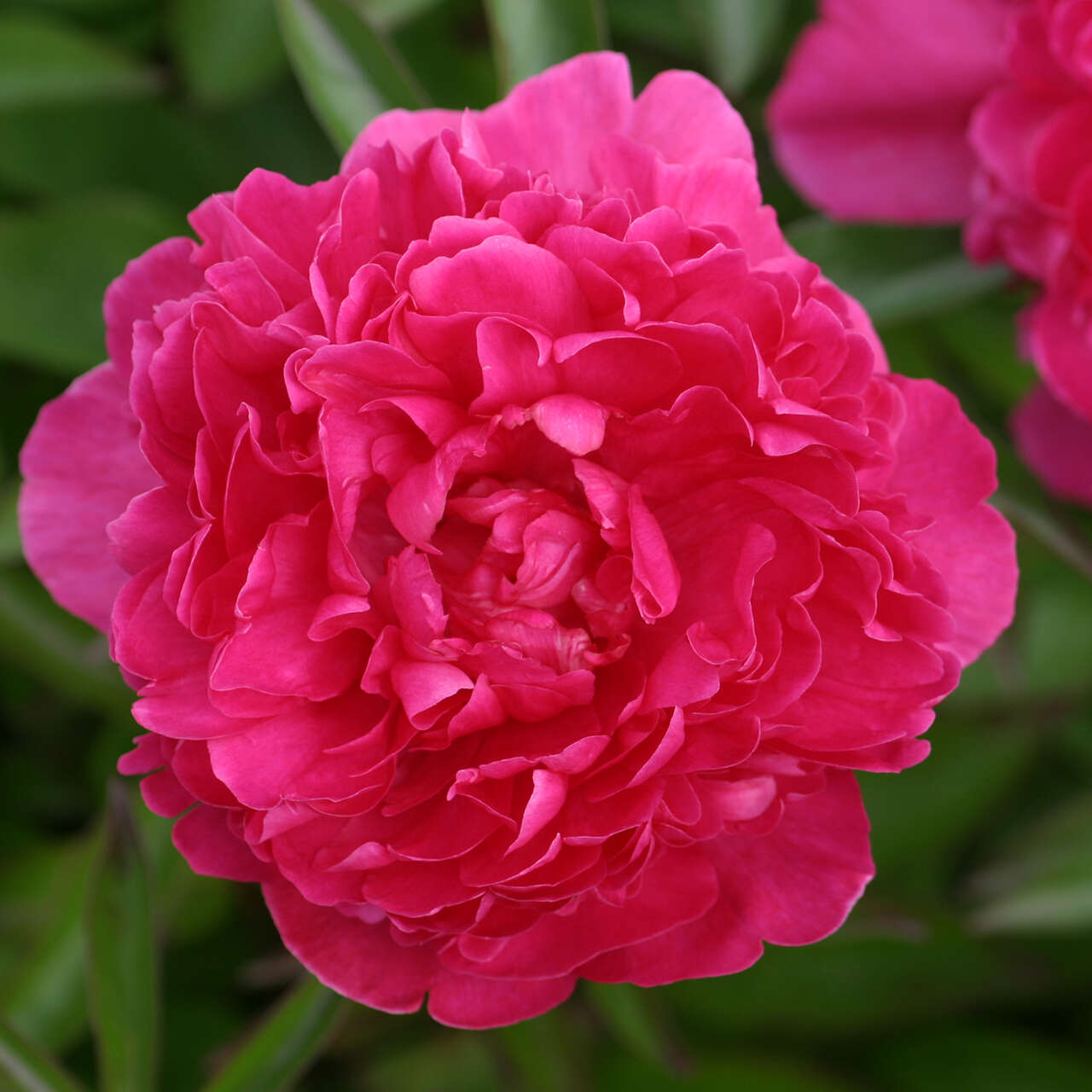 Pfingstrose - Paeonia lactiflora 'Renato' - rot