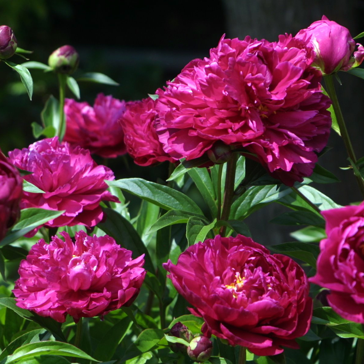Pfingstrose - Paeonia lactiflora 'Karl Rosenfield' - rot