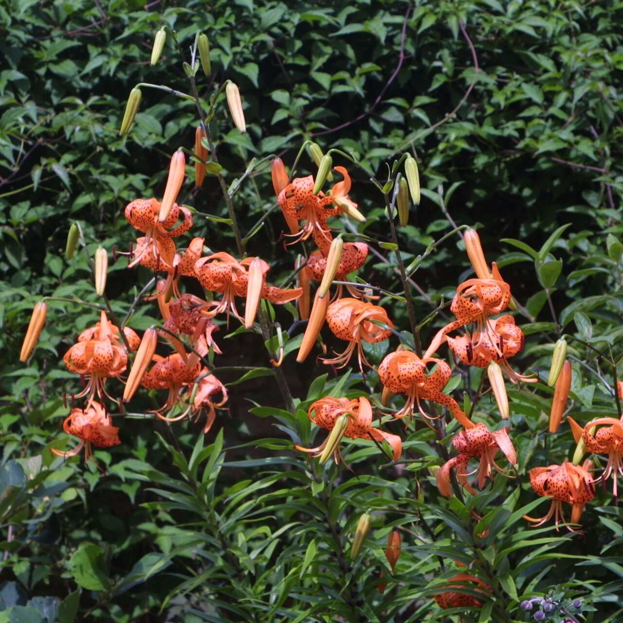 Tigerlilie - Lilium tigrinum (lancifolium splendens) - orange