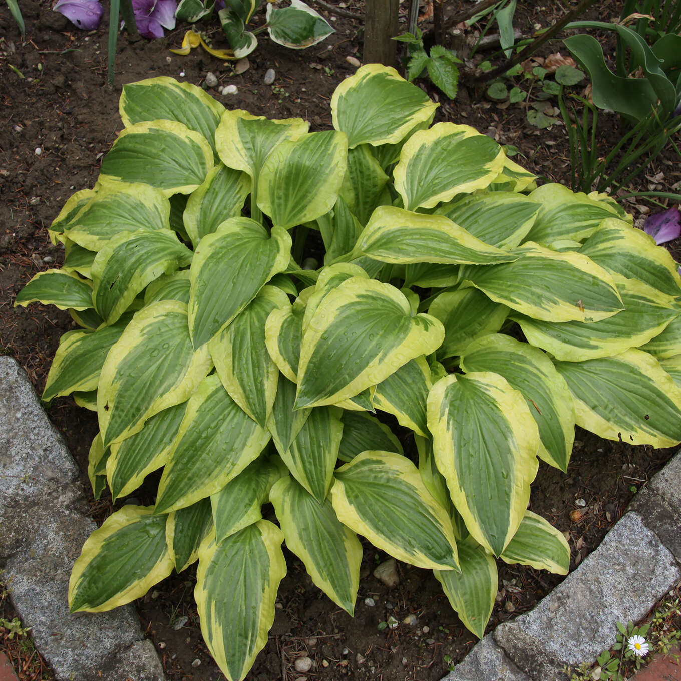 Funkie, Herzlilie - Hosta 'Velvet Moon' - lila