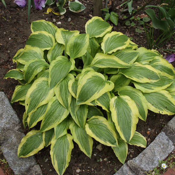 Funkie, Herzlilie - Hosta 'Velvet Moon' - lila