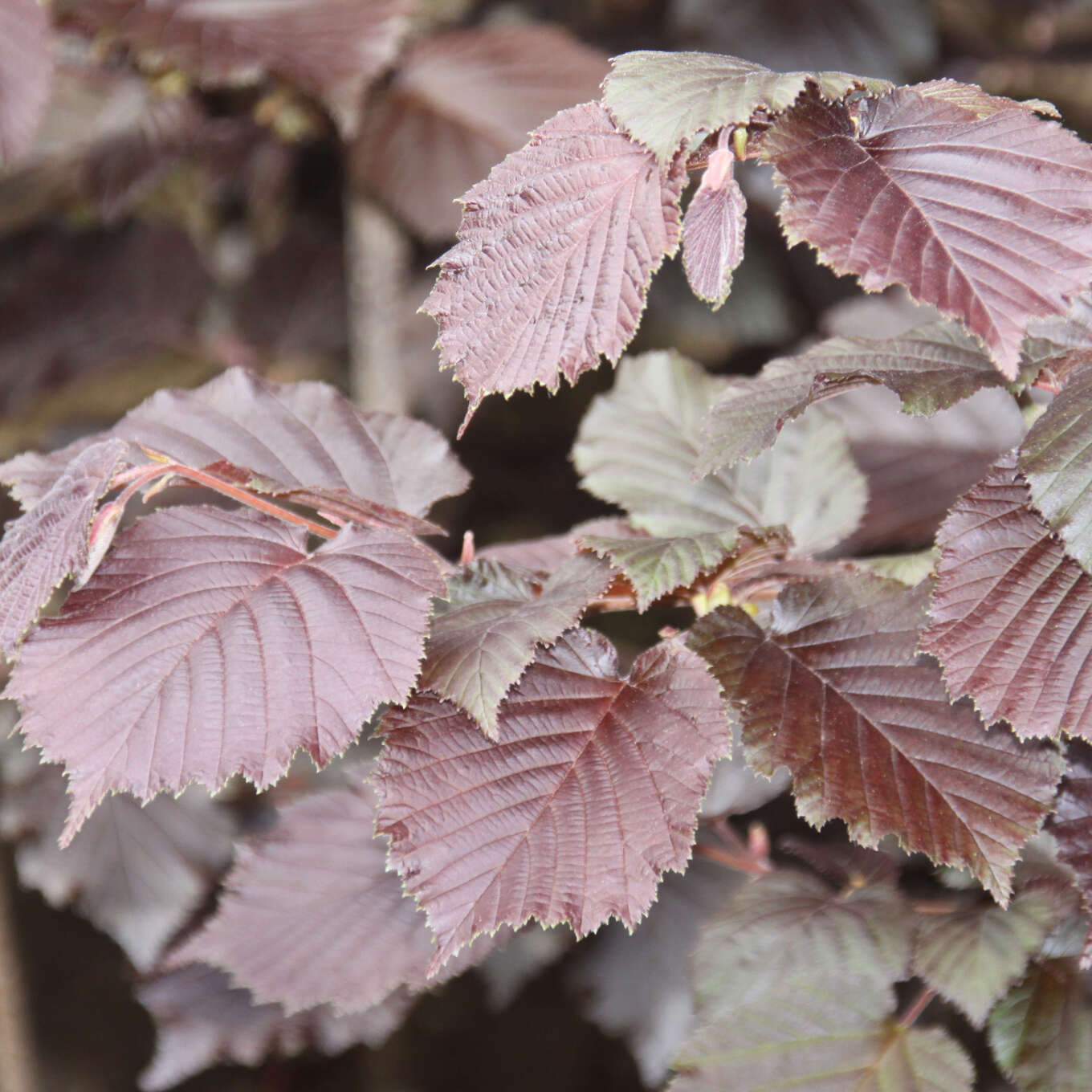 Bluthasel - Corylus maxima 'Purpurea' - gelb