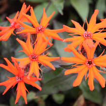 Lichtnelke - Lychnis arkwrightii - orange