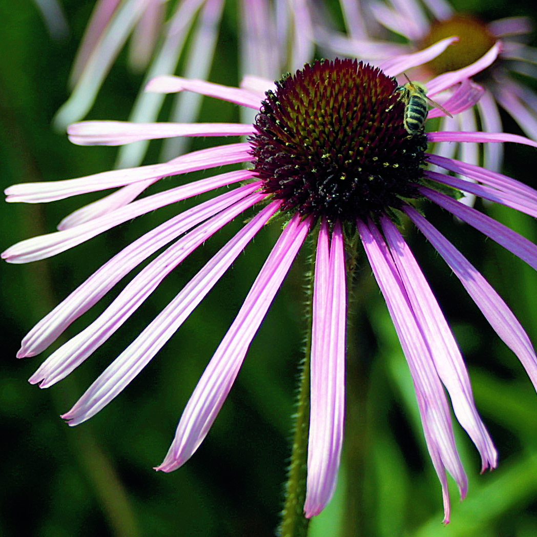 Sonnenhut - Echinacea pallida - rosa