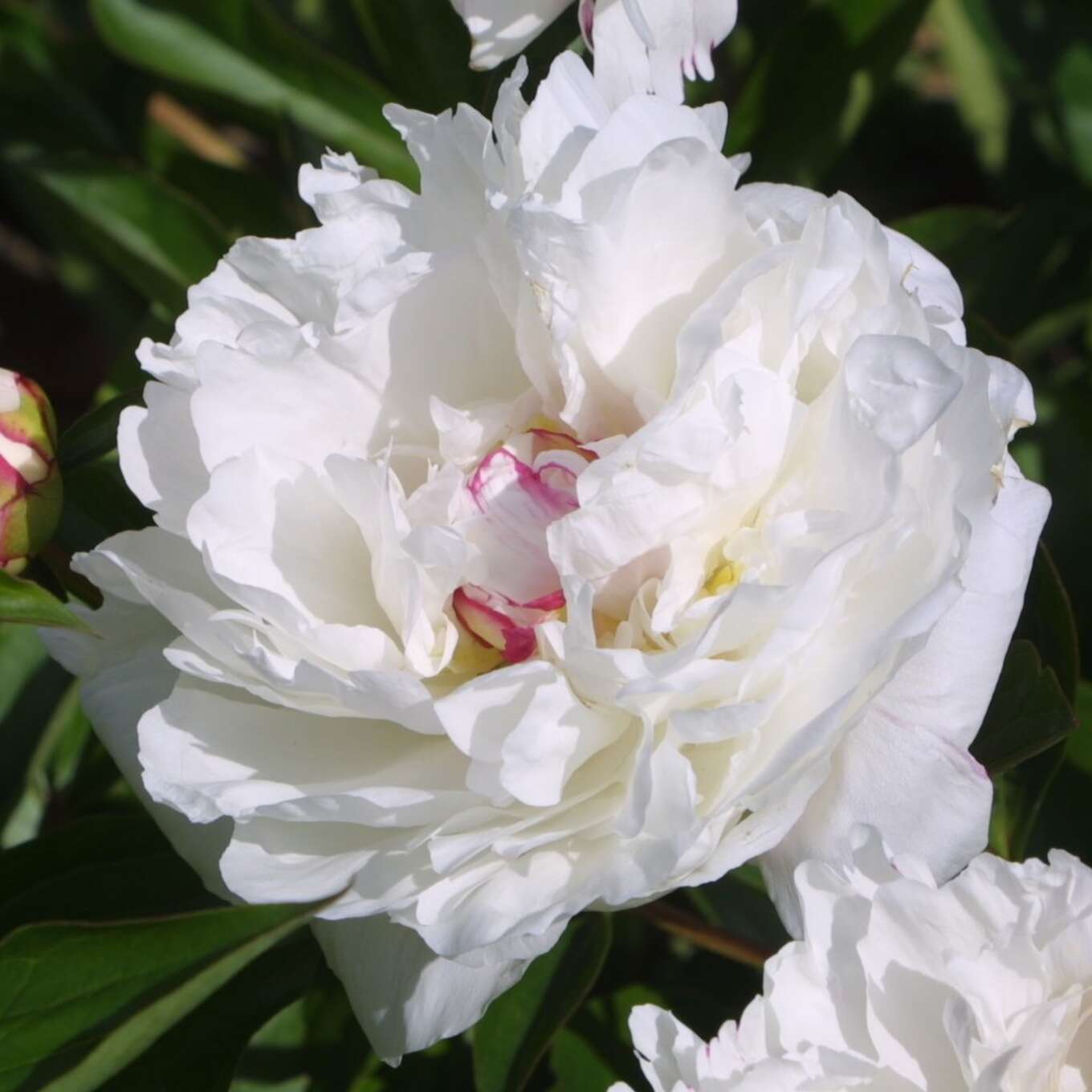 Pfingstrose - Paeonia lactiflora 'Festiva Maxima' - weiß