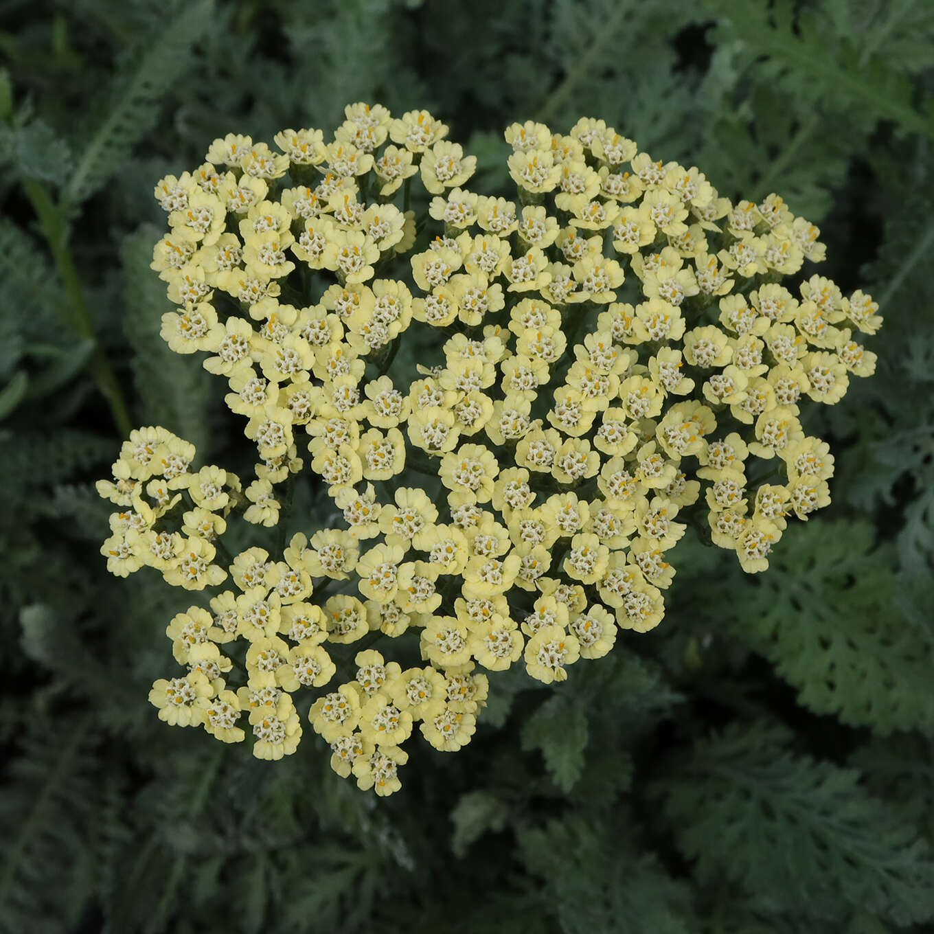 Schafgarbe - Achillea millefolium 'Anthea' - gelb